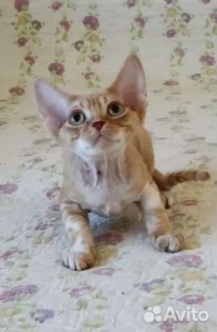 Котята девон-рекс