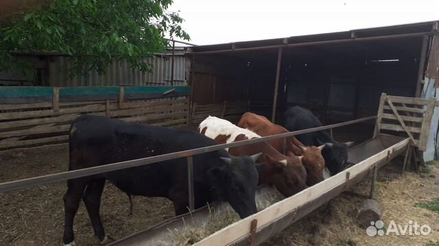 Бычки и бараны