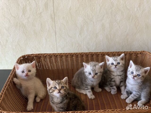 Британские котята