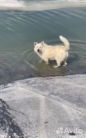 Собака Умка в добрые руки