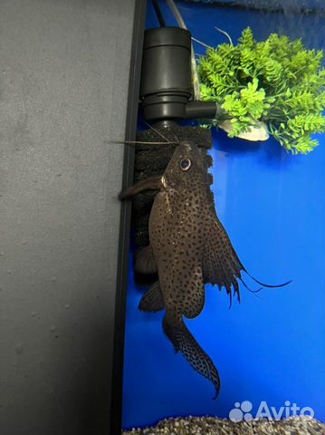 Синодонта (перистоусый сомик)