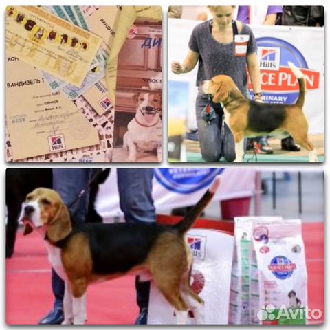 Кобель вязка