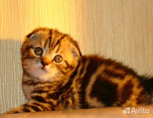 Котенок вислоухий мраморный Стеша