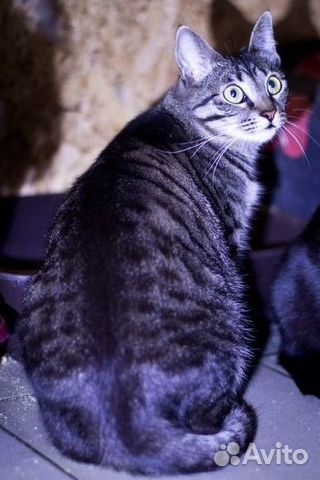 Ищу дом Лире