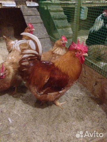 Петухи Мини мясные палевые