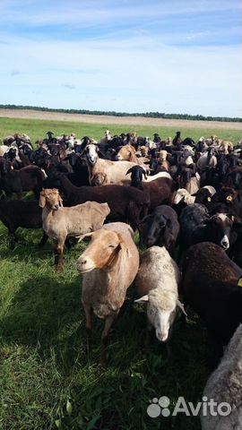 Продам ярок