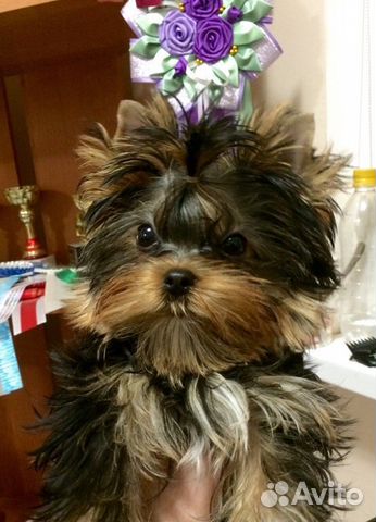 Носики-курносики