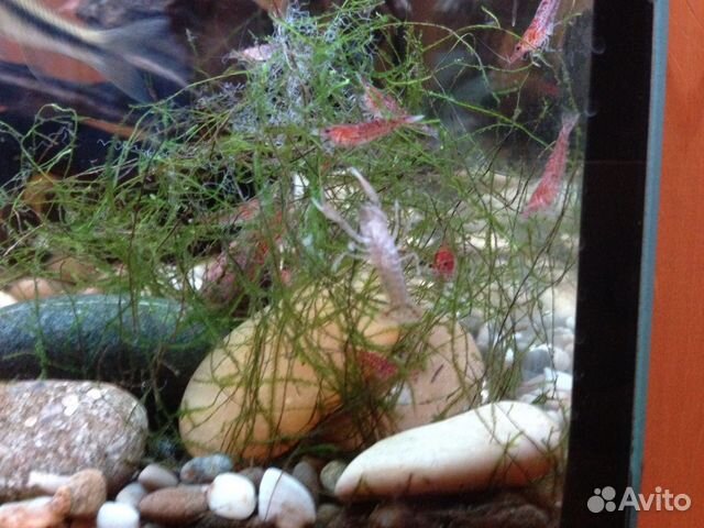 Карликовый рак для аквариума