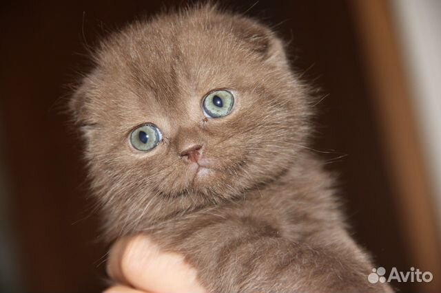 Шотландская шоколадка Клара