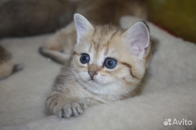 Золотце девочки и мальчики