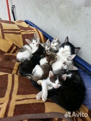 Отдаются с доплатой котята