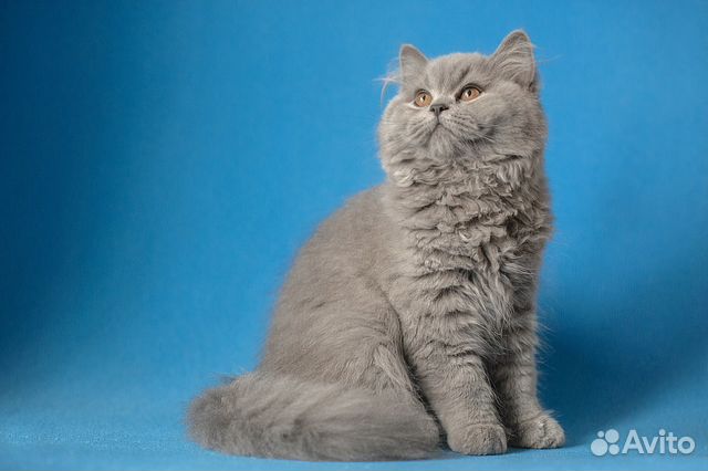 Продаются британские котята Девочки