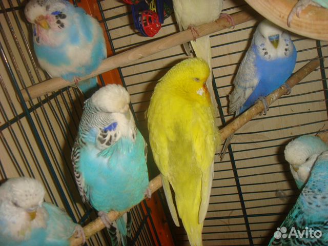 Выставочные волнистые попугаи Чехи