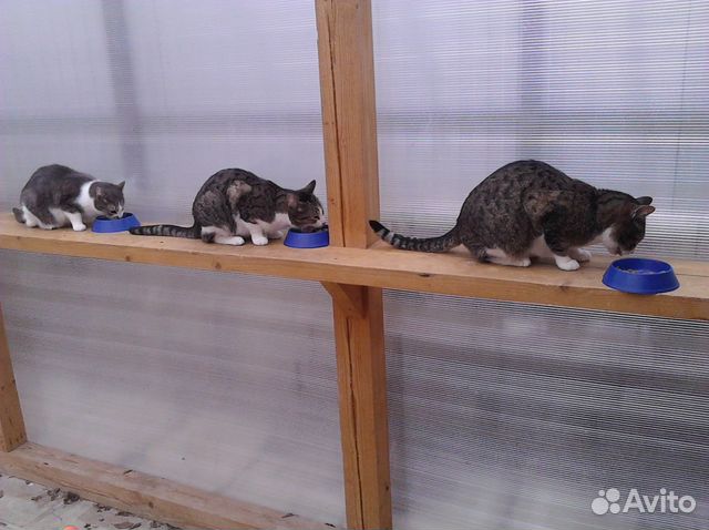 Частный кошачий мини-приют предлагает питомцев)