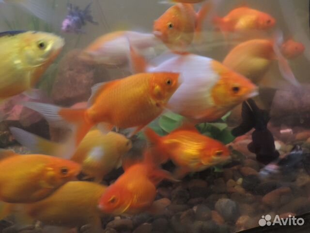 Подрощенные золотые рыбки