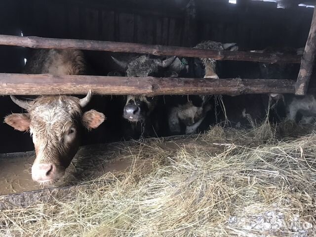 Быки, телята