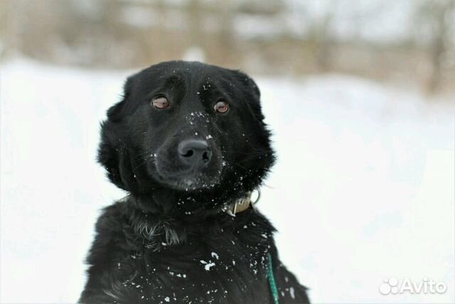 Собака в добрую семью