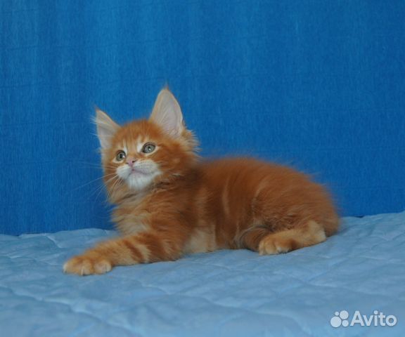 Солнечные котята Мейн-Кун есть полидакты