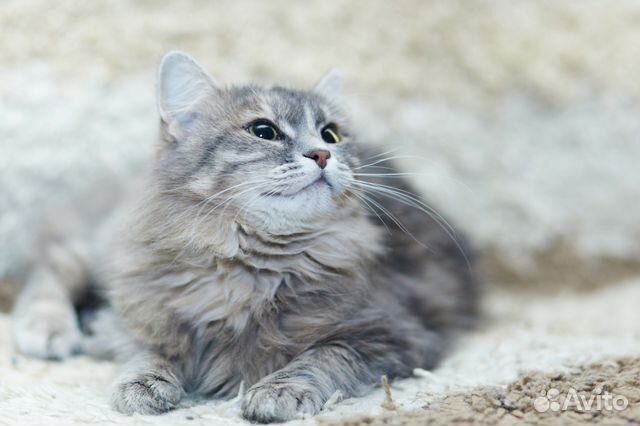 Домашняя кошка, с паспортом