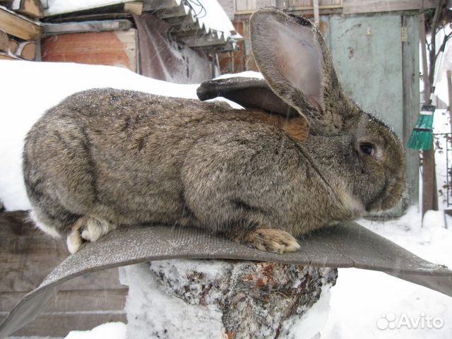 Кролики породы Фландр