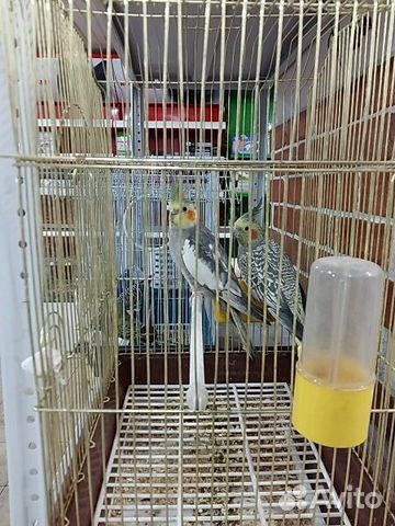 Попугай Карелла Волнистые молодь птенцы