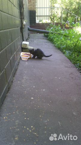 Очаровательные котята ищут себе дом