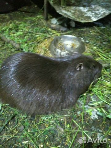 Продажа нутрий