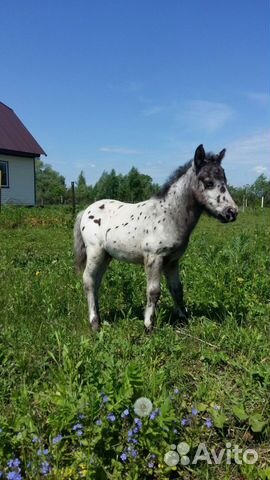 Жеребчики и кобылка аппалуза пони