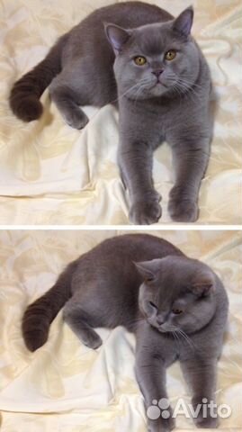 Вязка с британским котиком