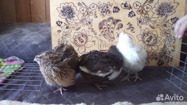 Перепела фараоны, американцы,смокинговые