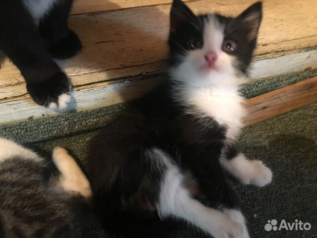 Котик-обормотик