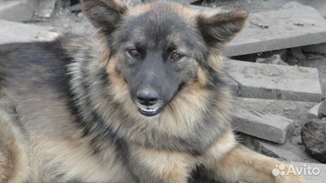 Шикарная молодая собочка