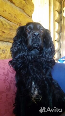 Кобель для вязки