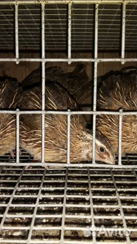 Перепела фараон,смокинговые,техасские