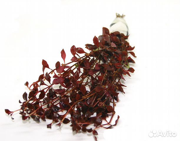 Растения для аквариума