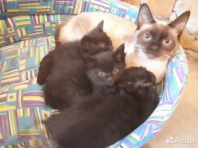 Черные котята от тайской кошки