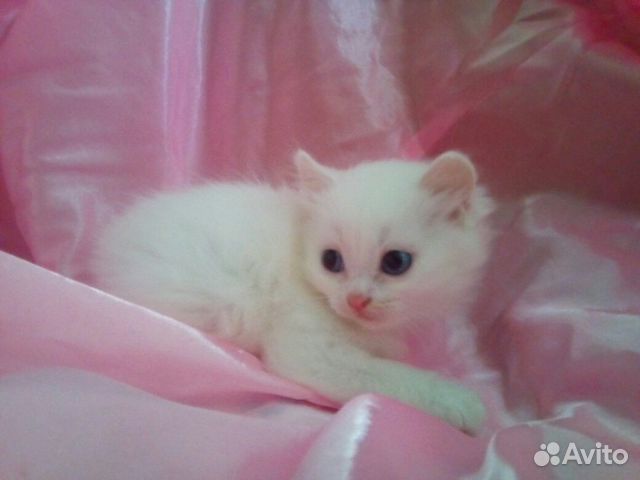 Котик Помесь вислоухий кота