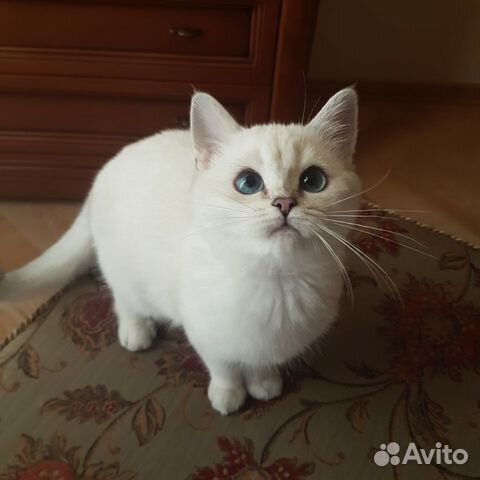 Британская белая шиншилла ns 1133