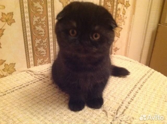 Ласковая воспитанная кошечка черного окраса Ася