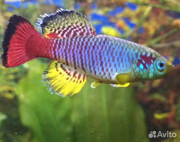 Нотобранхиусы (икра)