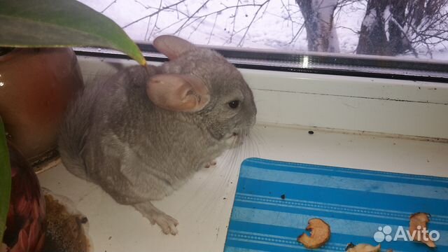 Шиншилла бежевый мальчик