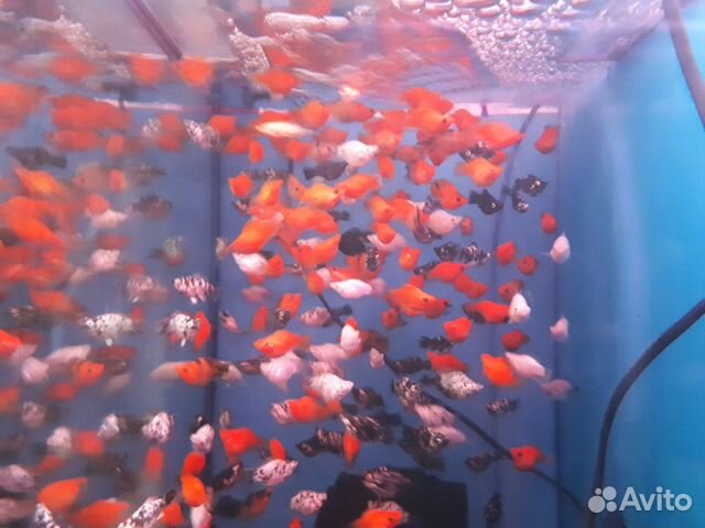 Моллинезии баллон асорти