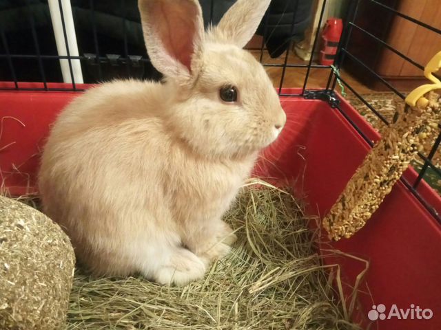 Нужна крольчиха для вязки/случки