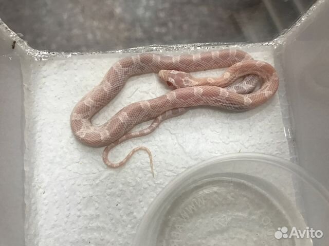 Маисовый полоз Snow