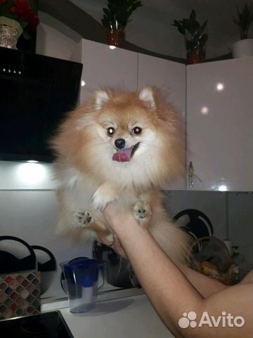 Девочка померанка с документами РКФ