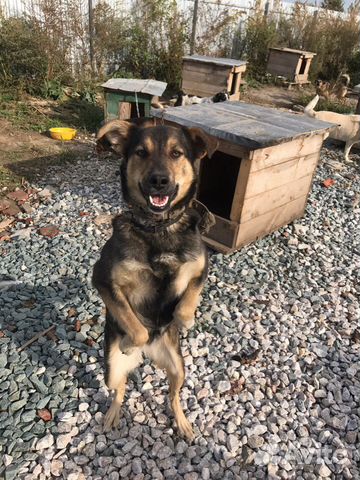 Собачка Сима в добрые руки