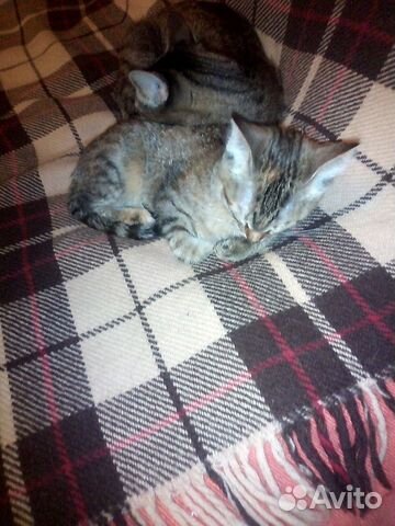 Котёнок в дар