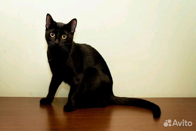 Кот черный