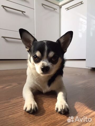 Вязка чихуахуа