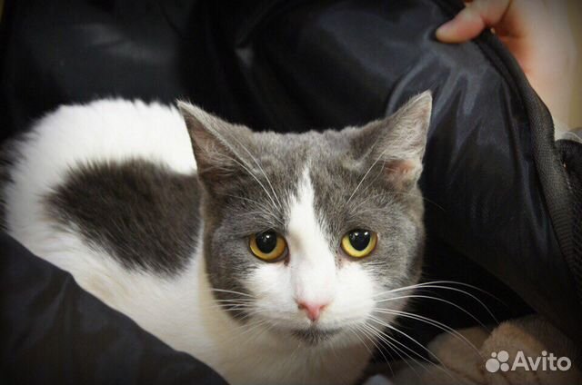 Кот ищет дом. Брюс